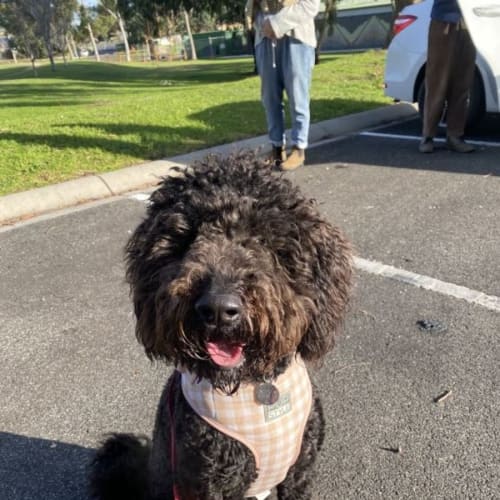 Victorian Dog Rescue - PetRescue