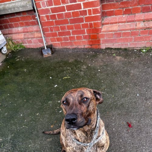 Ballarat Animal Shelter - PetRescue
