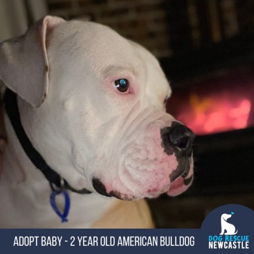 Dog Rescue Newcastle - PetRescue