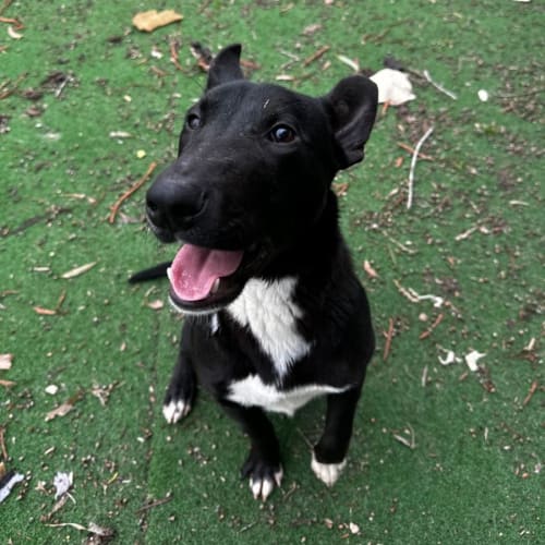 Ballarat Animal Shelter - PetRescue
