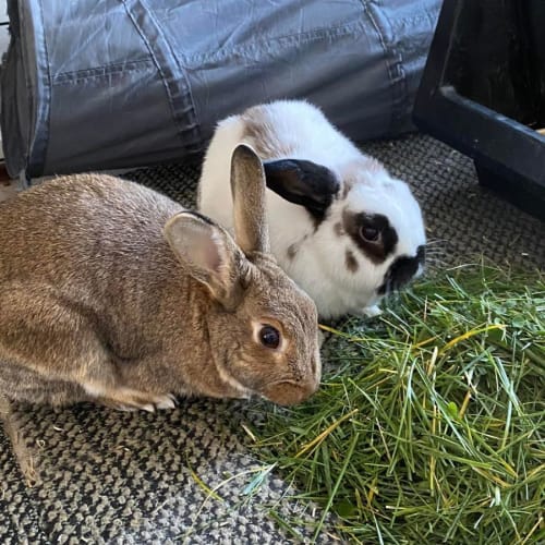 The Rabbit Sanctuary - PetRescue