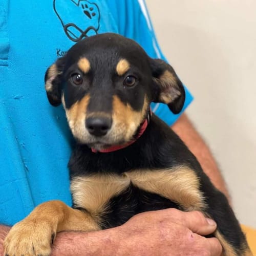 Karma's Place Rescue - PetRescue