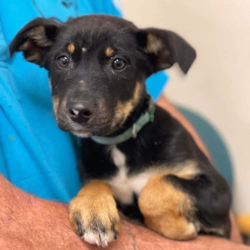 Karma's Place Rescue - PetRescue