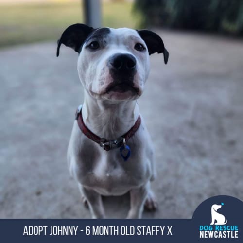 Dog Rescue Newcastle - PetRescue