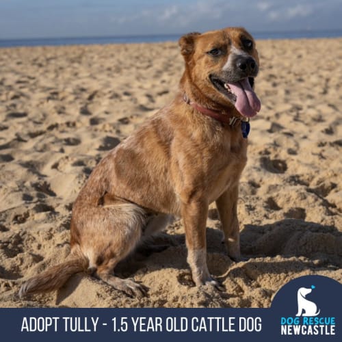 Dog Rescue Newcastle - PetRescue