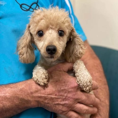 Karma's Place Rescue - PetRescue