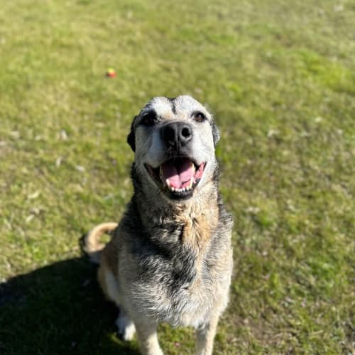 Ballarat Animal Shelter - PetRescue