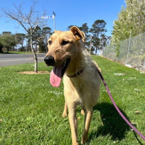 Ballarat Animal Shelter - PetRescue