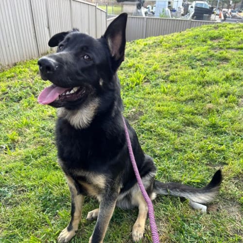 Ballarat Animal Shelter - PetRescue