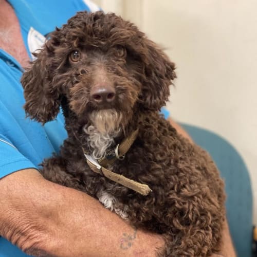 Karma's Place Rescue - PetRescue