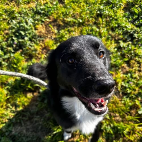 Ballarat Animal Shelter - PetRescue