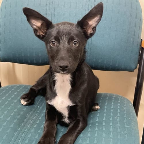 Karma's Place Rescue - PetRescue