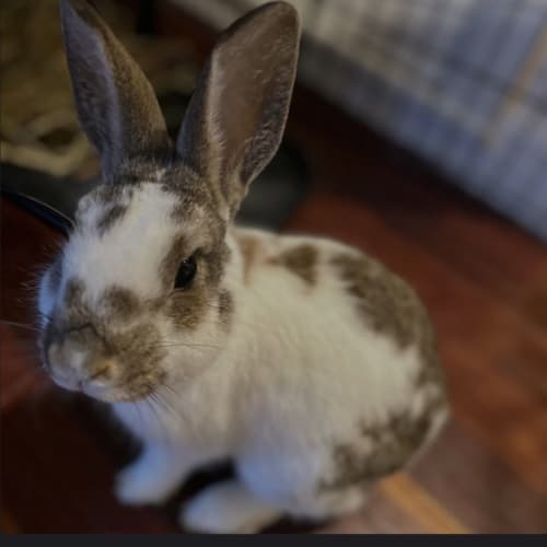 The Rabbit Sanctuary - PetRescue