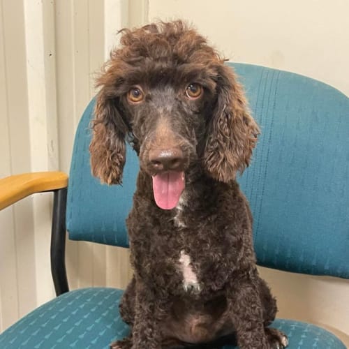 Karma's Place Rescue - PetRescue