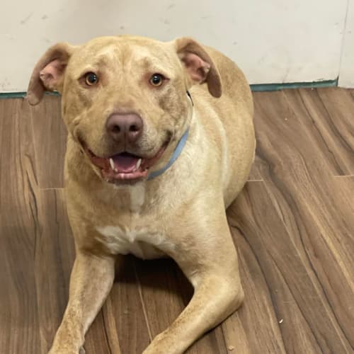 Karma's Place Rescue - PetRescue