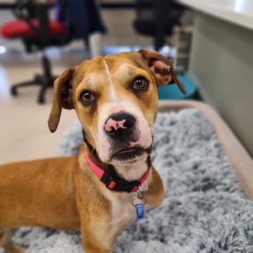 RSPCA Sydney Shelter (Yagoona) - PetRescue