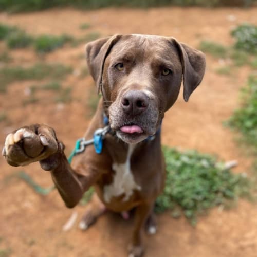 Forever Friends Animal Rescue - PetRescue