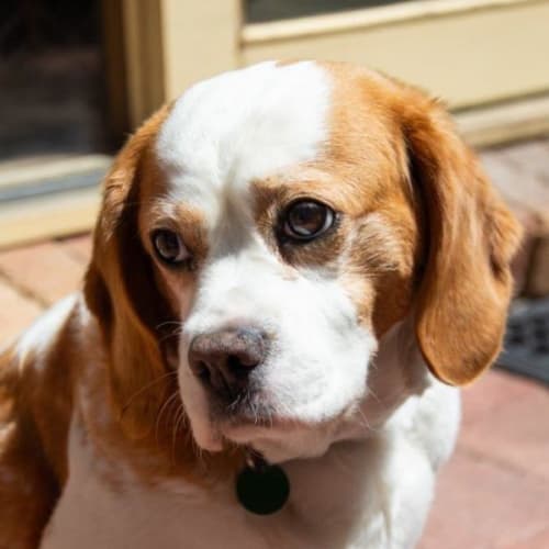 Victorian Dog Rescue - PetRescue