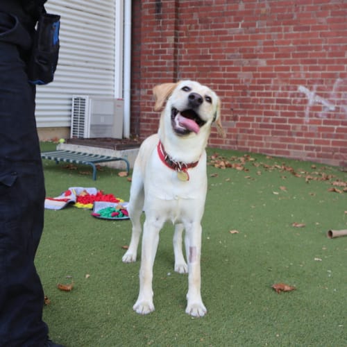 The Lost Dogs' Home - North Melbourne - PetRescue