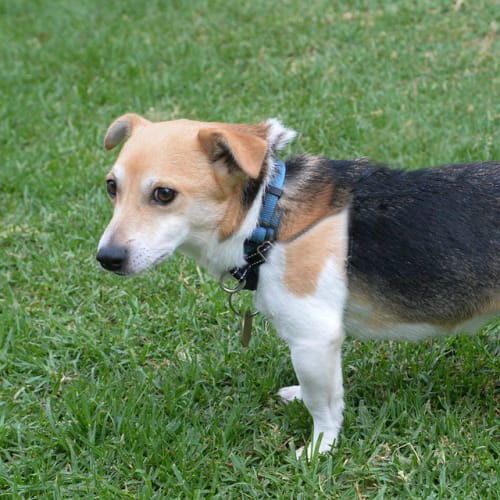 The Lost Dogs' Home - North Melbourne - PetRescue