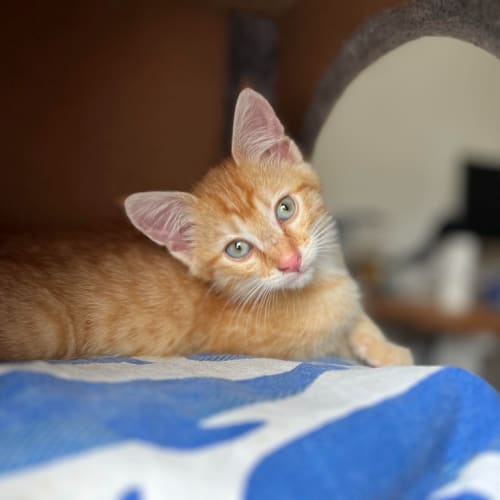 Forever Friends Animal Rescue - PetRescue