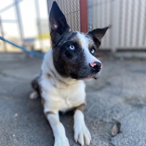 Ballarat Animal Shelter - PetRescue