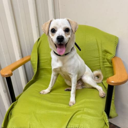 Karma's Place Rescue - PetRescue