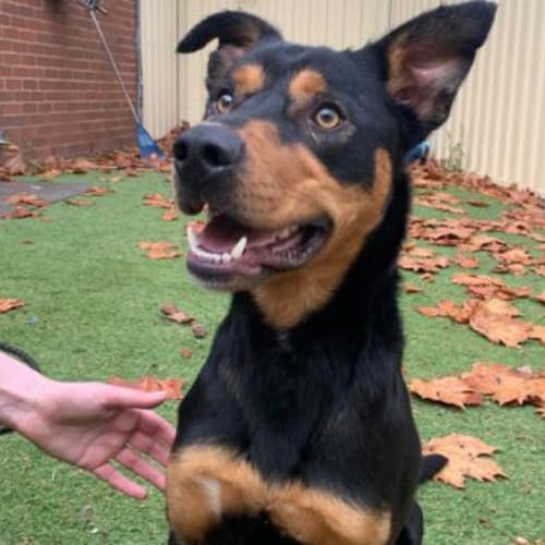 The Lost Dogs' Home - North Melbourne - PetRescue