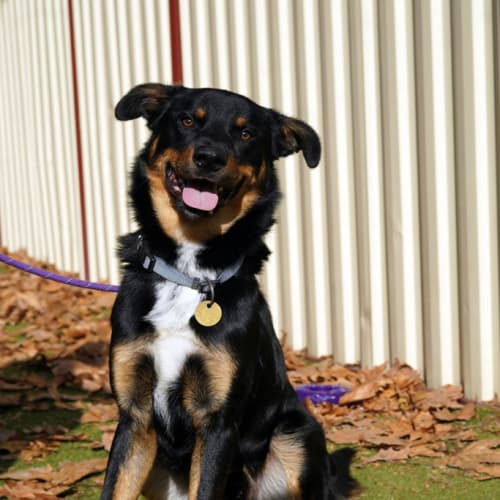 The Lost Dogs' Home - North Melbourne - PetRescue