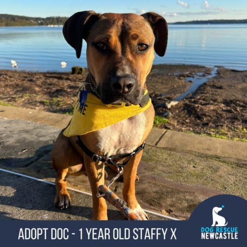 Dog Rescue Newcastle - PetRescue