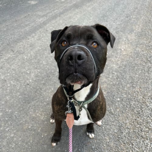 Ballarat Animal Shelter - PetRescue