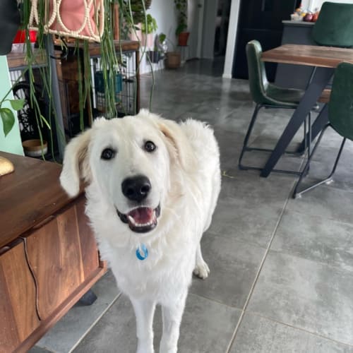 Forever Friends Animal Rescue - PetRescue