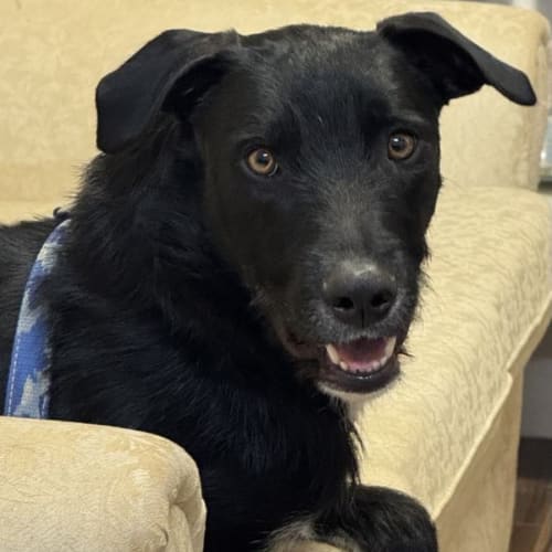 Karma's Place Rescue - PetRescue