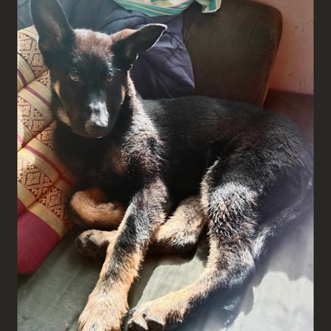 Haze - Large Female German Shepherd Dog in NSW - PetRescue