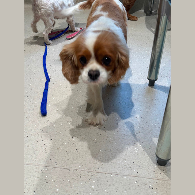 Bindi - Medium Female Cavalier King Charles Spaniel Dog in VIC - PetRescue