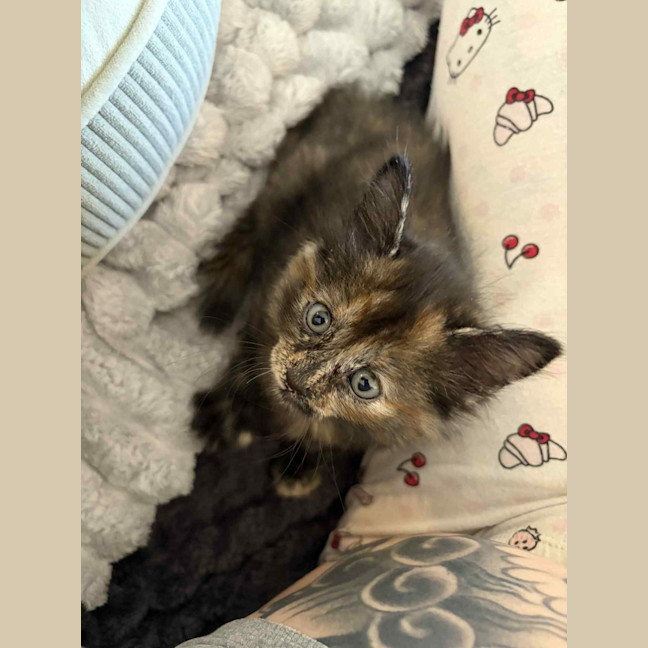 Lucki - Female Domestic Short Hair (DSH) Mix Cat in WA - PetRescue