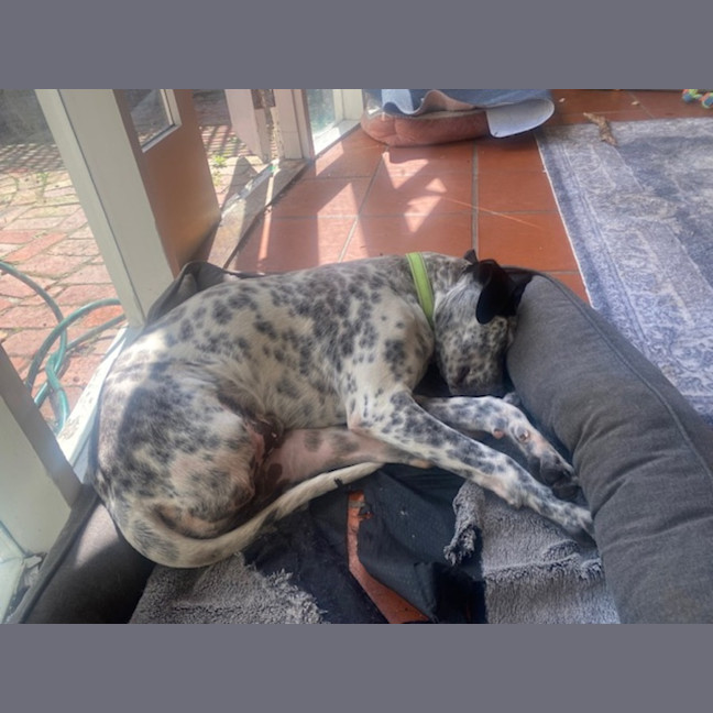Trident - Large Male Pointer Mix Dog in VIC - PetRescue