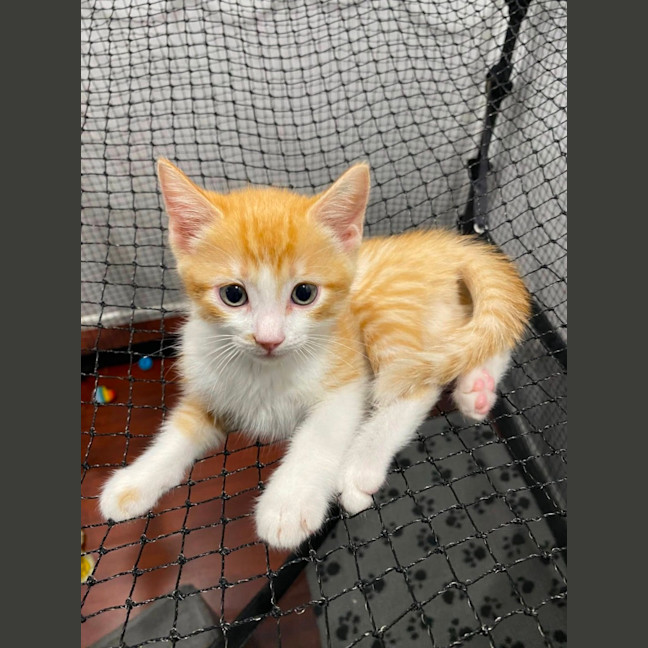 Shandy - Male Domestic Short Hair (DSH) Cat in QLD - PetRescue