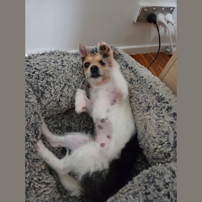Nyla - Small Female Jack Russell Terrier Mix Dog in NSW - PetRescue