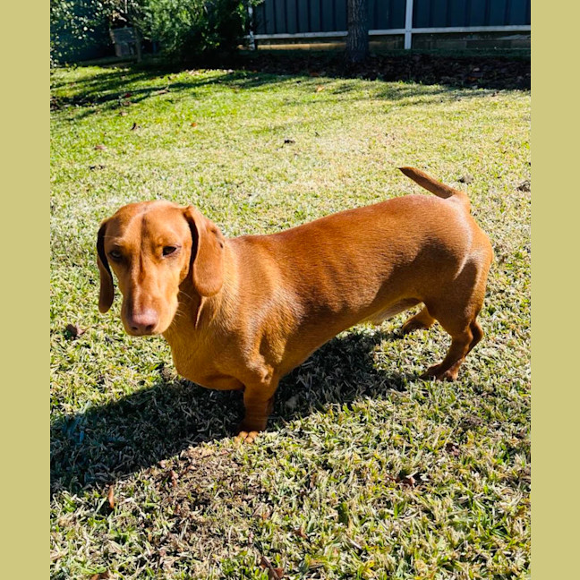 Henry - Small Male Dachshund (Smooth Haired) Dog in NSW - PetRescue