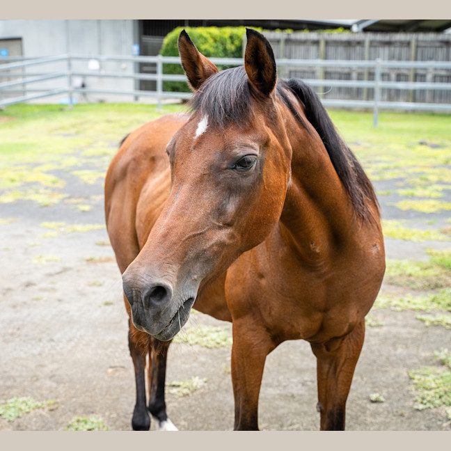 Bubba - Female Arab Mix Horse in QLD - PetRescue