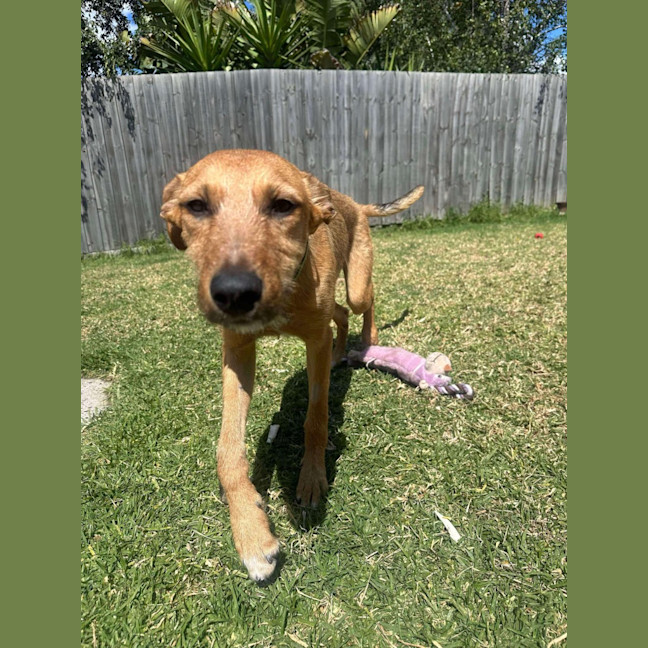 Reginald - Medium Male Mixed breed Dog in VIC - PetRescue