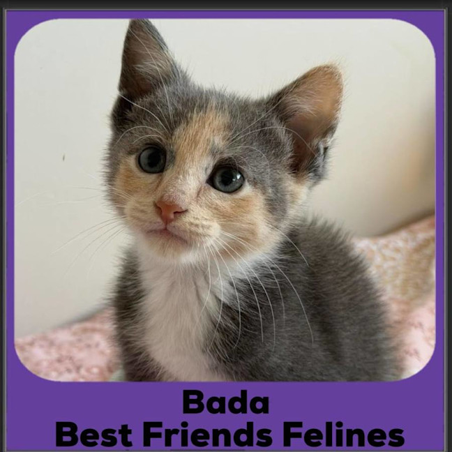 Bada - Female Domestic Short Hair (DSH) Cat in QLD - PetRescue