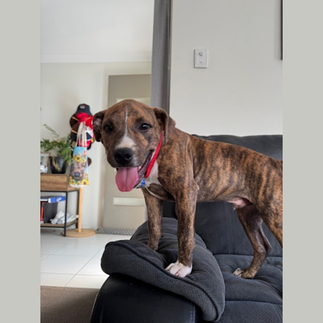 Cookie - 6 Month Old Staffy X Ridgeback - Medium Male American ...