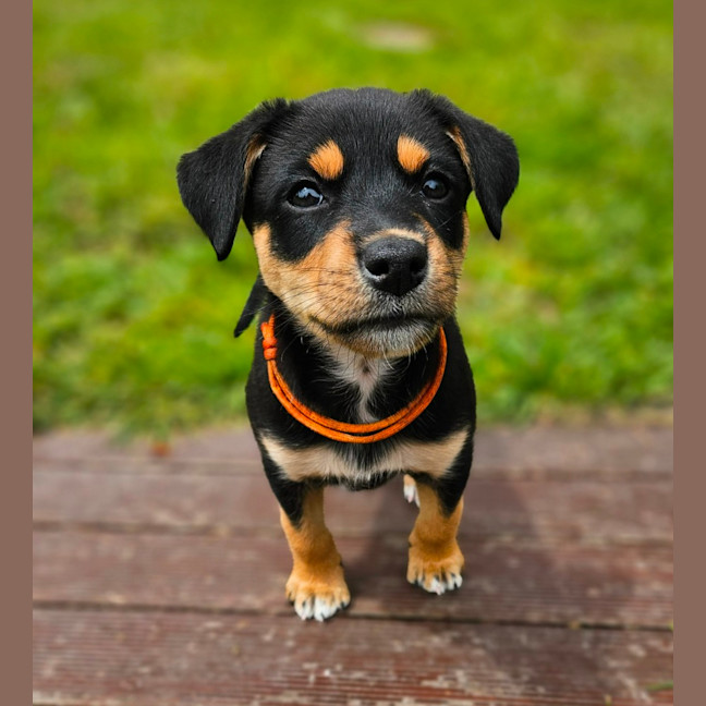 Platypus - Medium Female Australian Kelpie Mix Dog in TAS - PetRescue