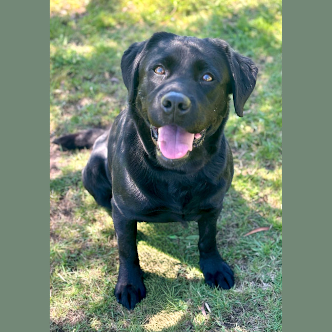 Asha - Medium Female Labrador Dog in TAS - PetRescue