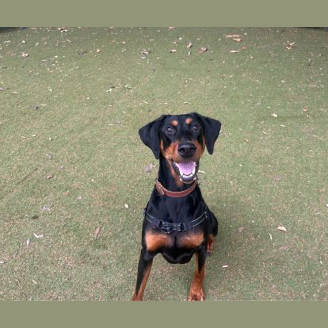 Ruby - Large Female Dobermann Mix Dog in VIC - PetRescue