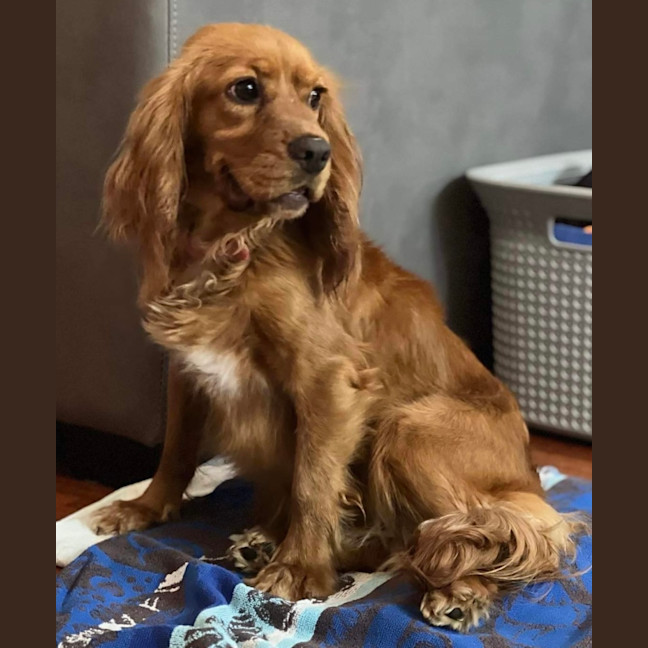 Coco - Medium Female Poodle (Toy) x Cocker Spaniel Dog in QLD - PetRescue