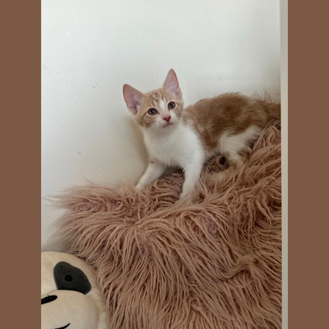 Basil - Male Domestic Short Hair (DSH) Cat in VIC - PetRescue