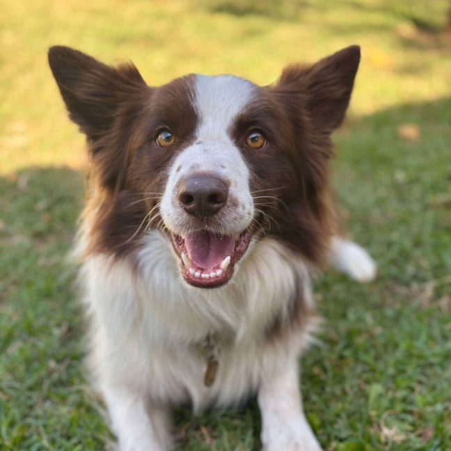 Tofik - Large Male Border Collie Dog in VIC - PetRescue